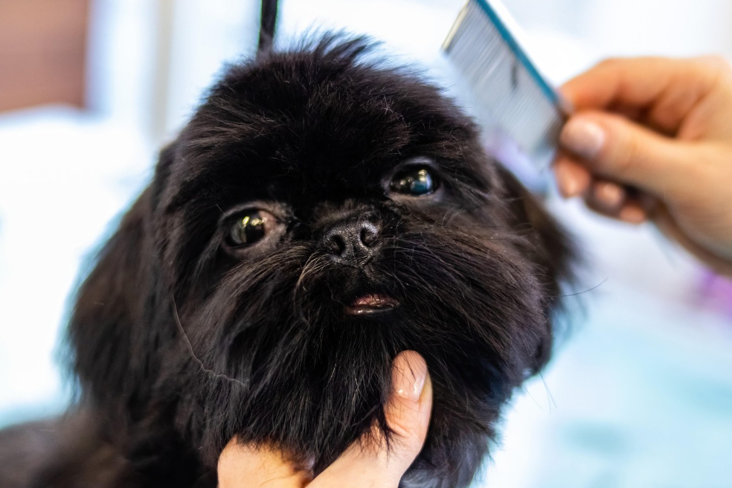 ¿Qué es grooming para mascotas? – Peluquería canina y felina en Madrid ...
