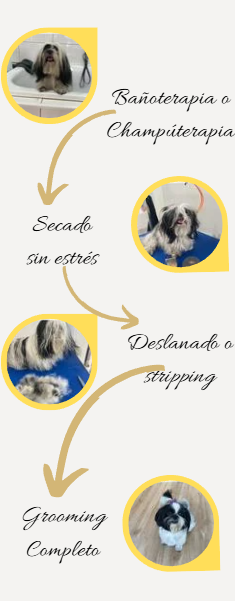 ¿Qué es grooming para mascotas? – Peluquería canina y felina en Madrid ...